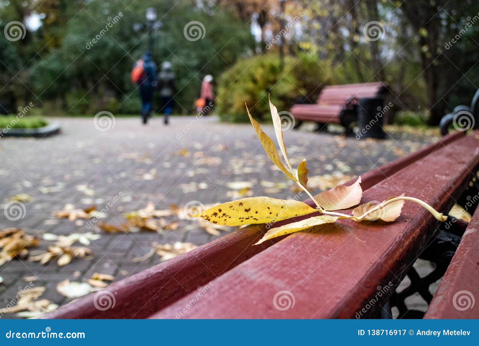 Empty Benches in the Park in the Fall, the Leaves Fell on the Bench in ...