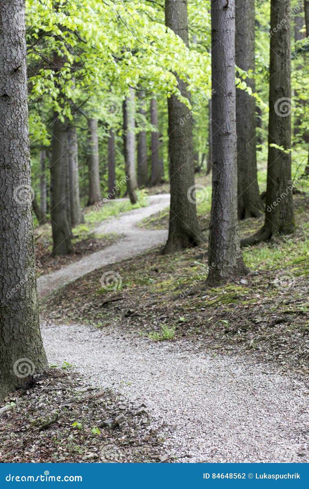 Empty bike trail in forest stock photo. Image of green - 84648562