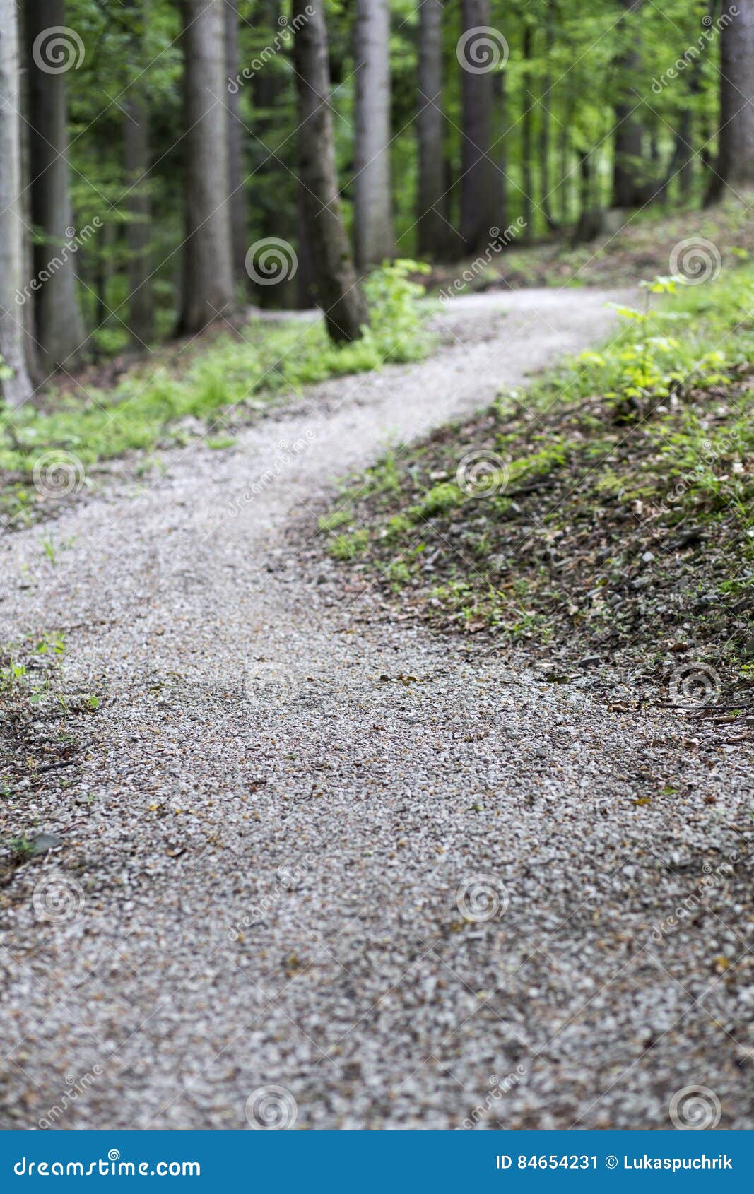 Empty bike trail in forest stock image. Image of path - 84654231