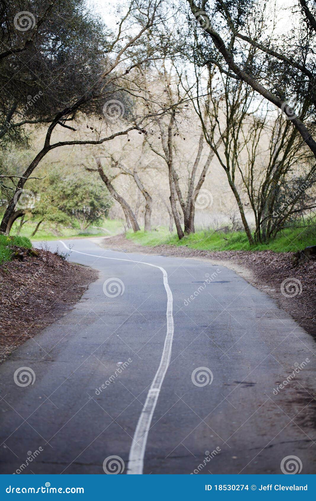Empty Bike Trail Leading Off through Trees Stock Photo - Image of bike ...