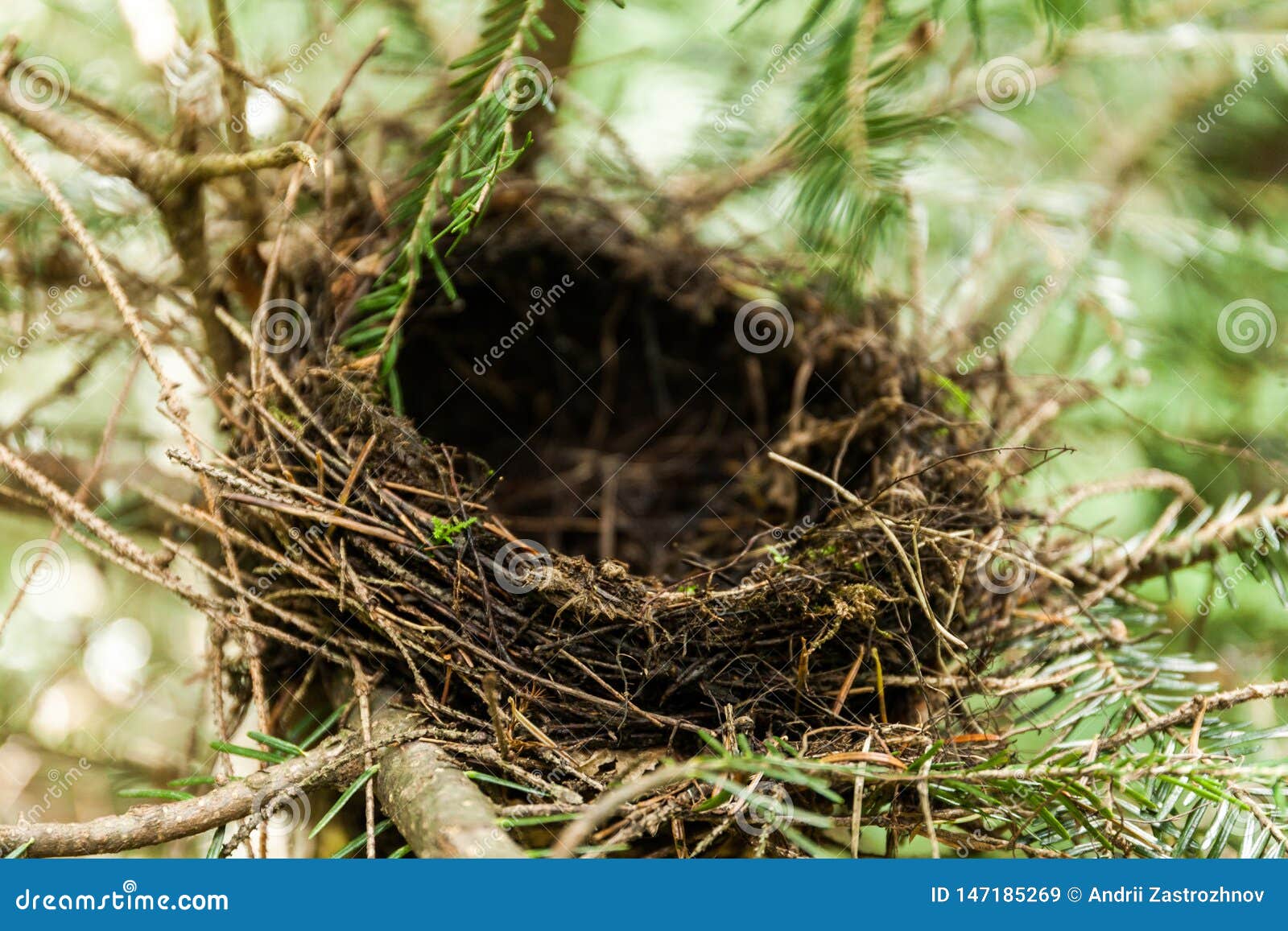 Empty Bird Nest in Branches, Wild Forest Animals Stock Image - Image of ...