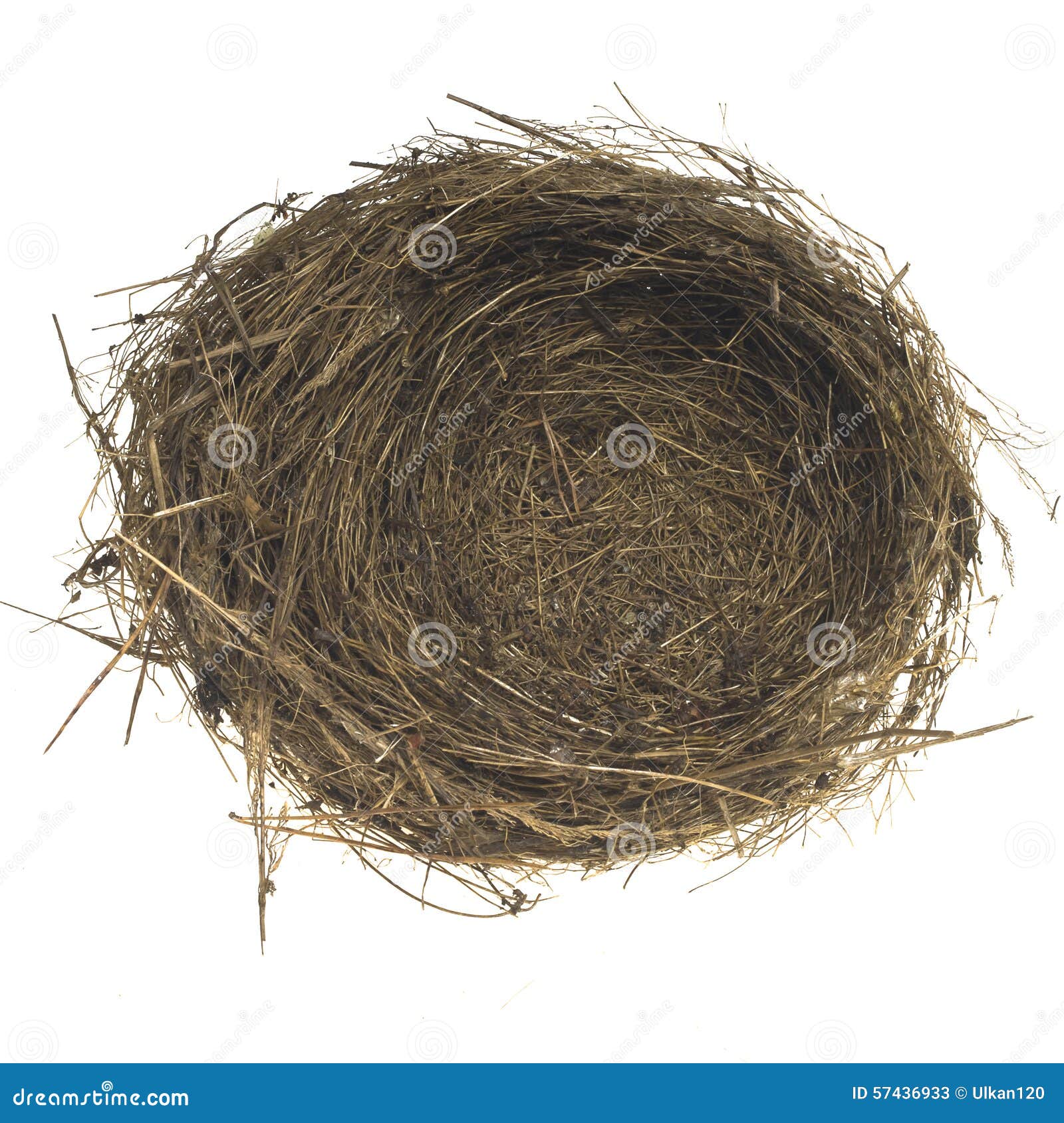 Empty bird nest stock image. Image of studio, shot, nest - 57436933