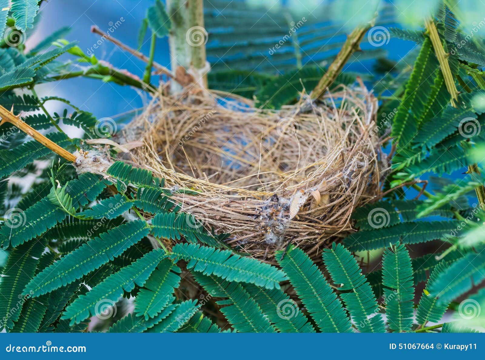 Empty Bird Nest with Tree Branches Stock Photo - Image of security ...