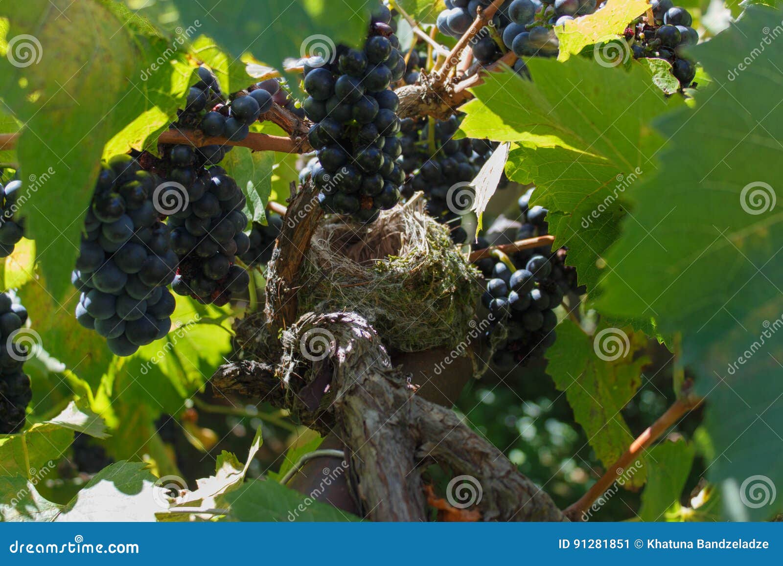 Empty Bird`s Nest among Black Grapes and Grapevine Stock Image - Image ...