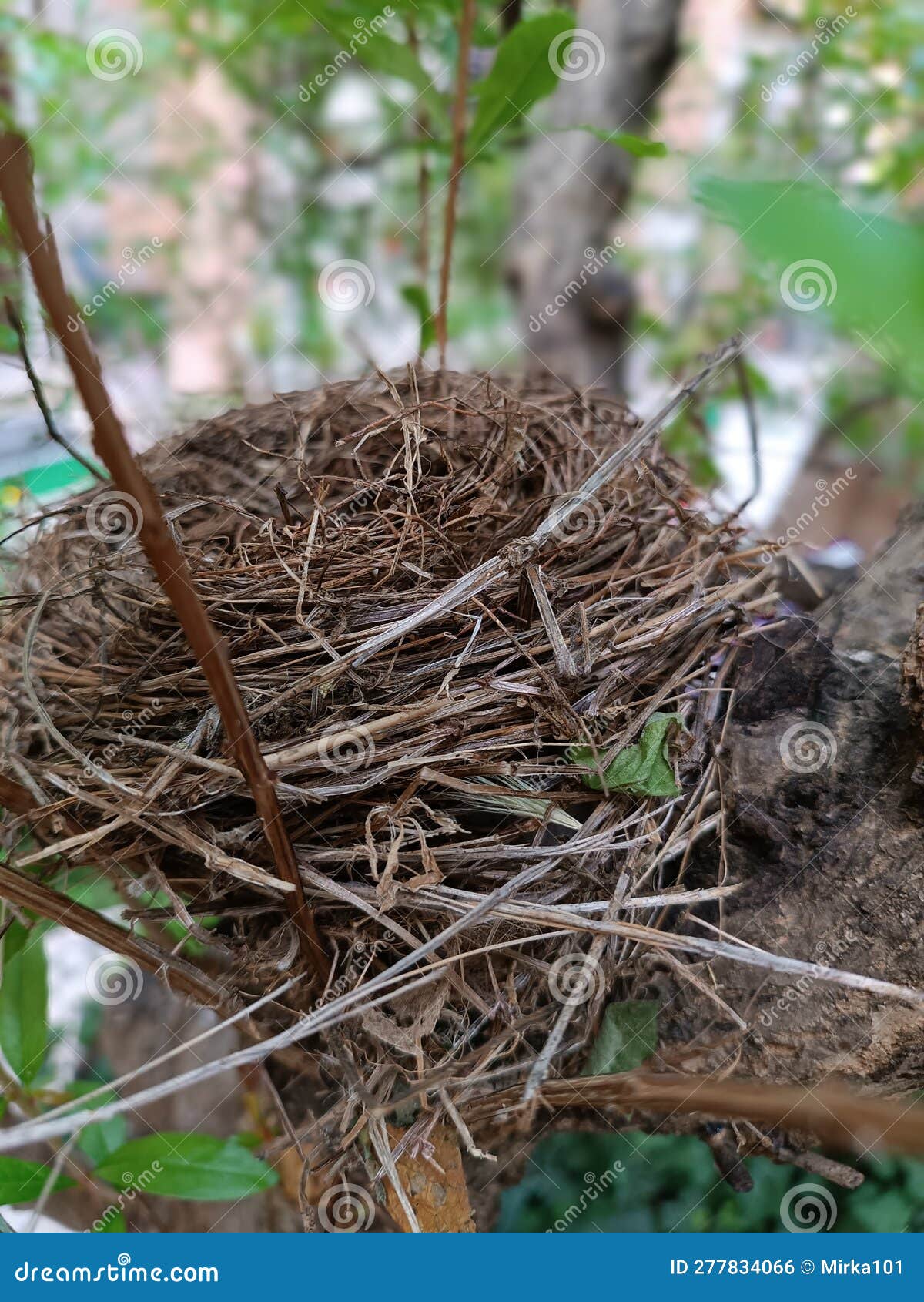 Empty Bird& X27;s Nest, Fine Texture of Twigs and Blades of Grass Stock ...