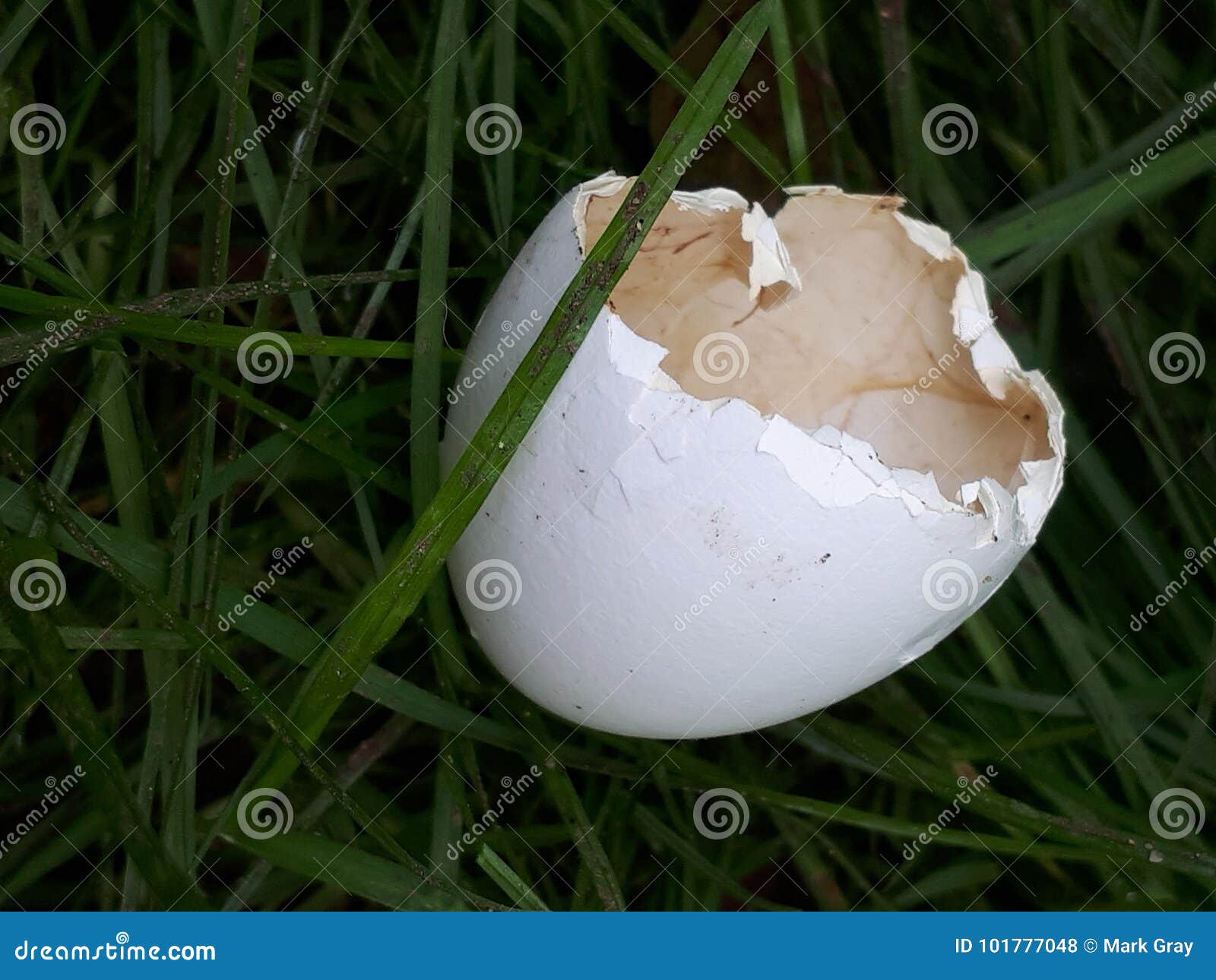Hatched Egg stock photo. Image of grass, shell, empty - 101777048