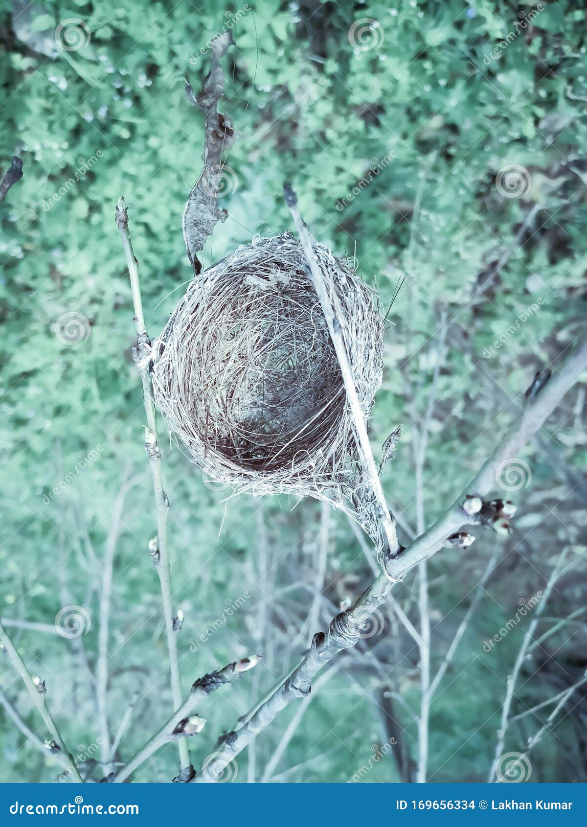 The Empty Birds Nest on Tree Branch Stock Photo - Image of straw, green ...