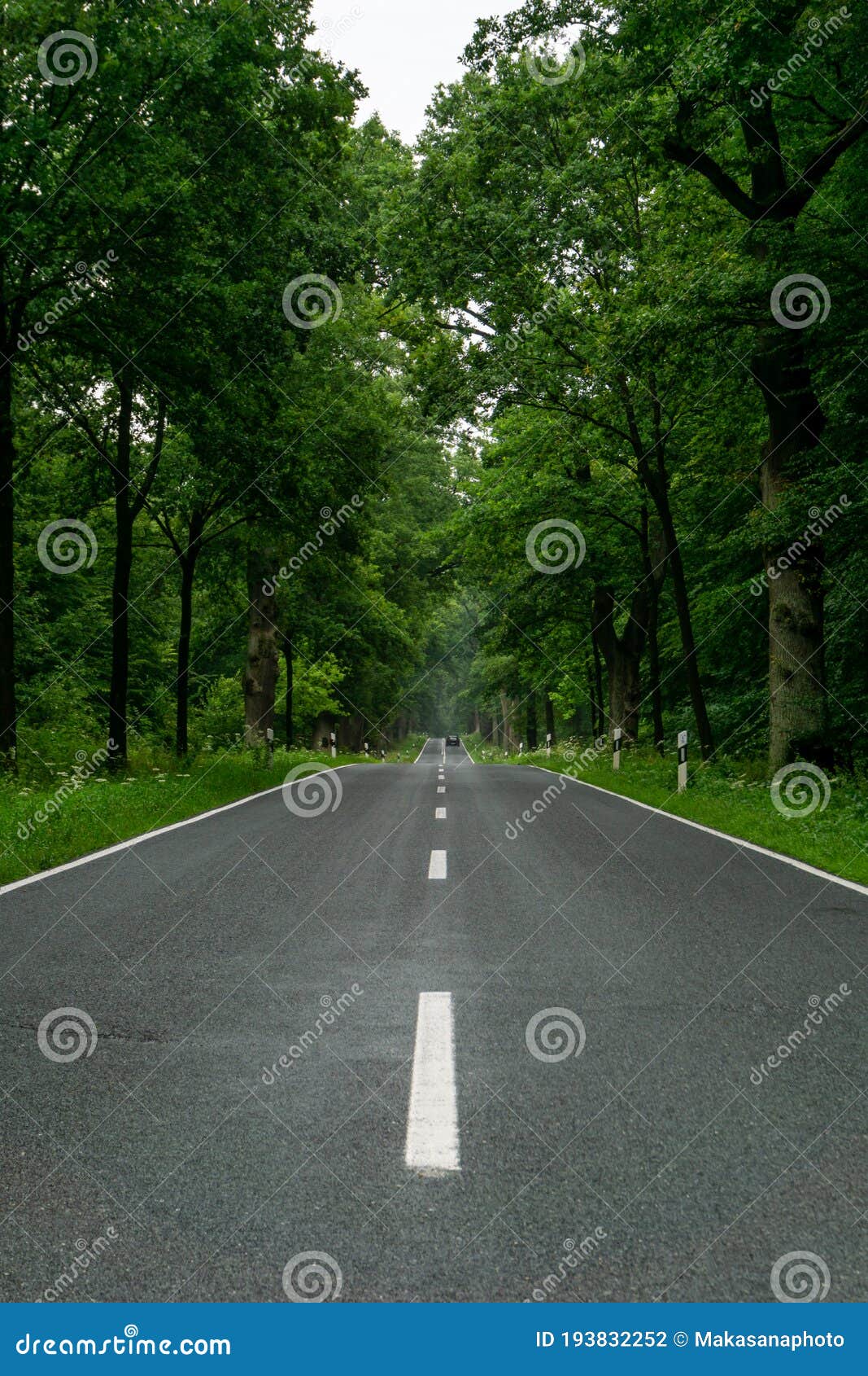 Empty Blacktop Two-lane Road in Deep Lush Green Forest with Copy Space ...