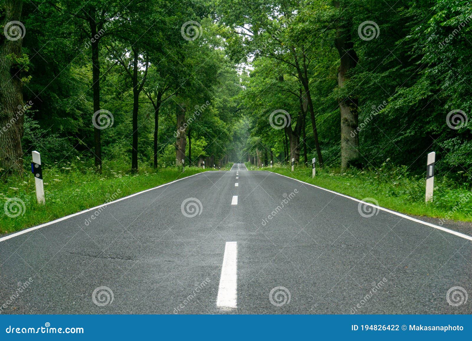 Empty Blacktop Two-lane Road in Deep Lush Green Forest with Copy Space ...