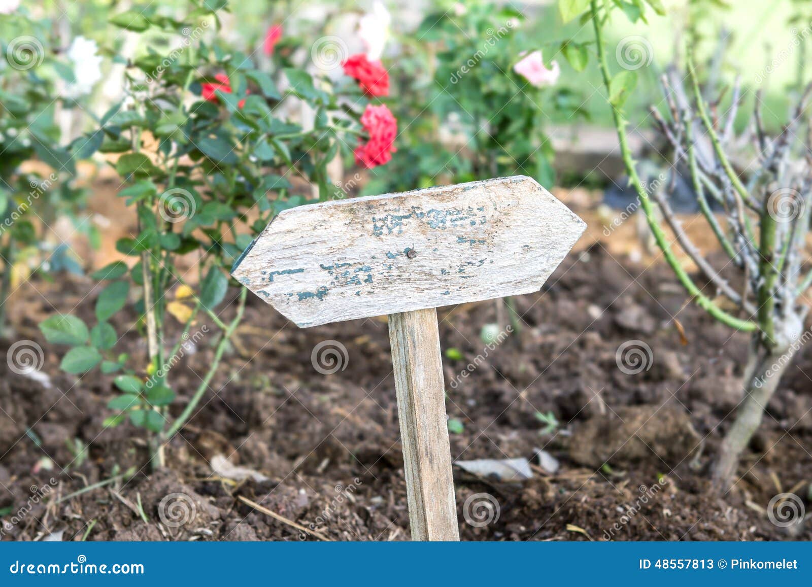Empty or Blank Wooden Plaque Put in Rose Garden Stock Image - Image of ...