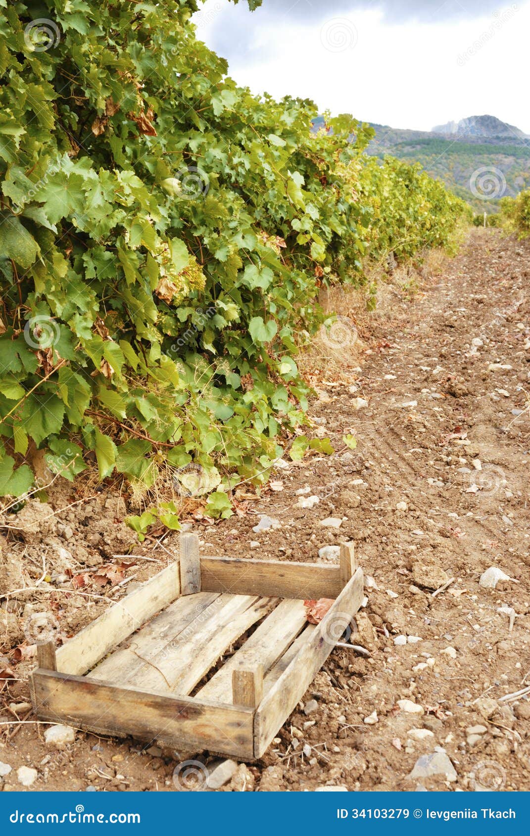 Empty boxes for grapes stock image. Image of green, fruit - 34103279