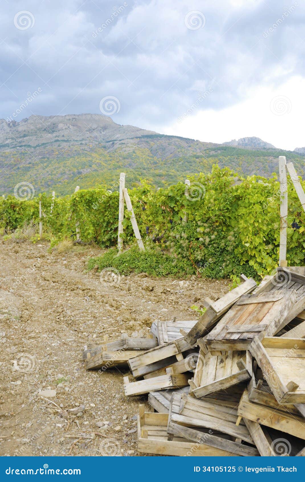 Empty boxes for grapes stock image. Image of harvesting - 34105125