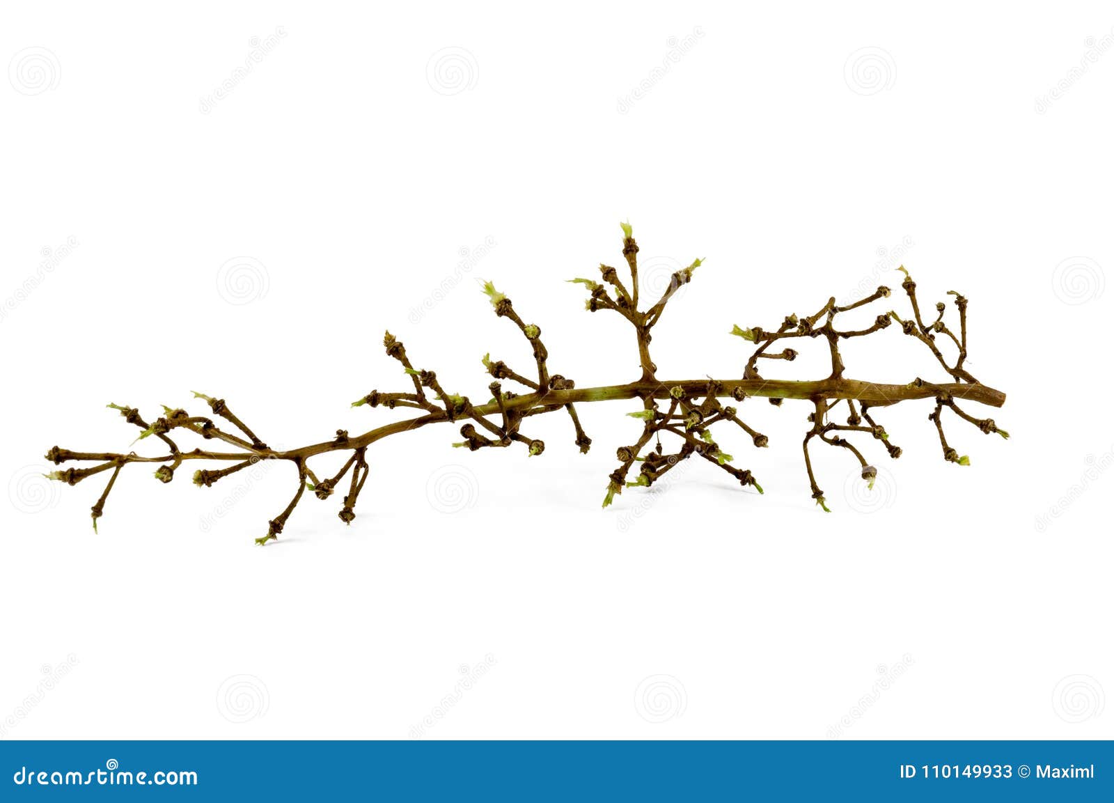 Empty branch of grape stock image. Image of plant, beggary - 110149933 Empty branch of grape stock image. Image of plant, beggary - 110149933