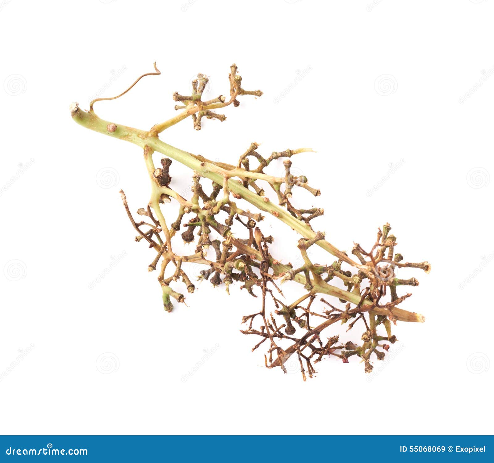 Empty Branch of Grapes Isolated Stock Image - Image of plant ...