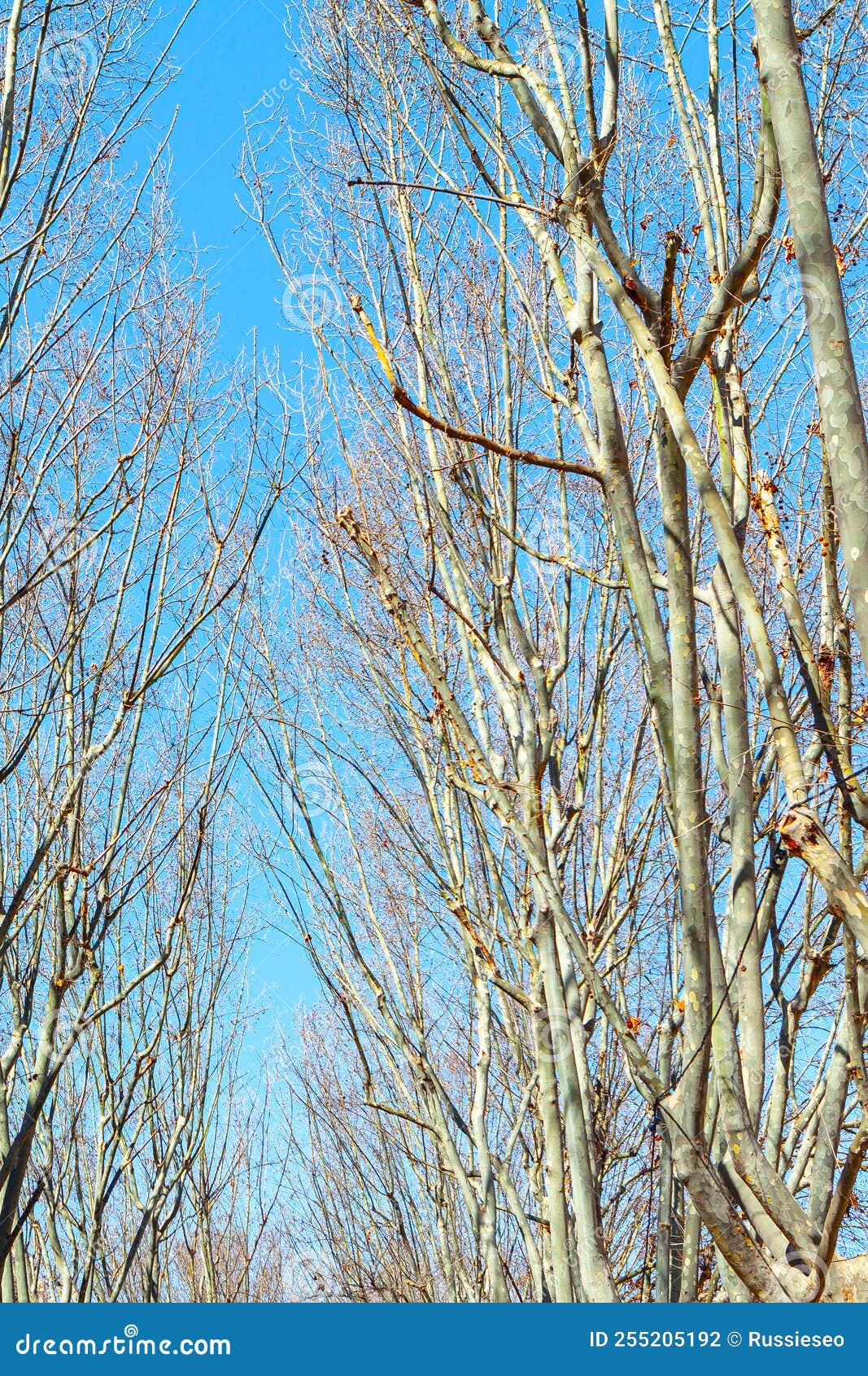 Empty branches stock photo. Image of tree, trunk, landscape - 255205192