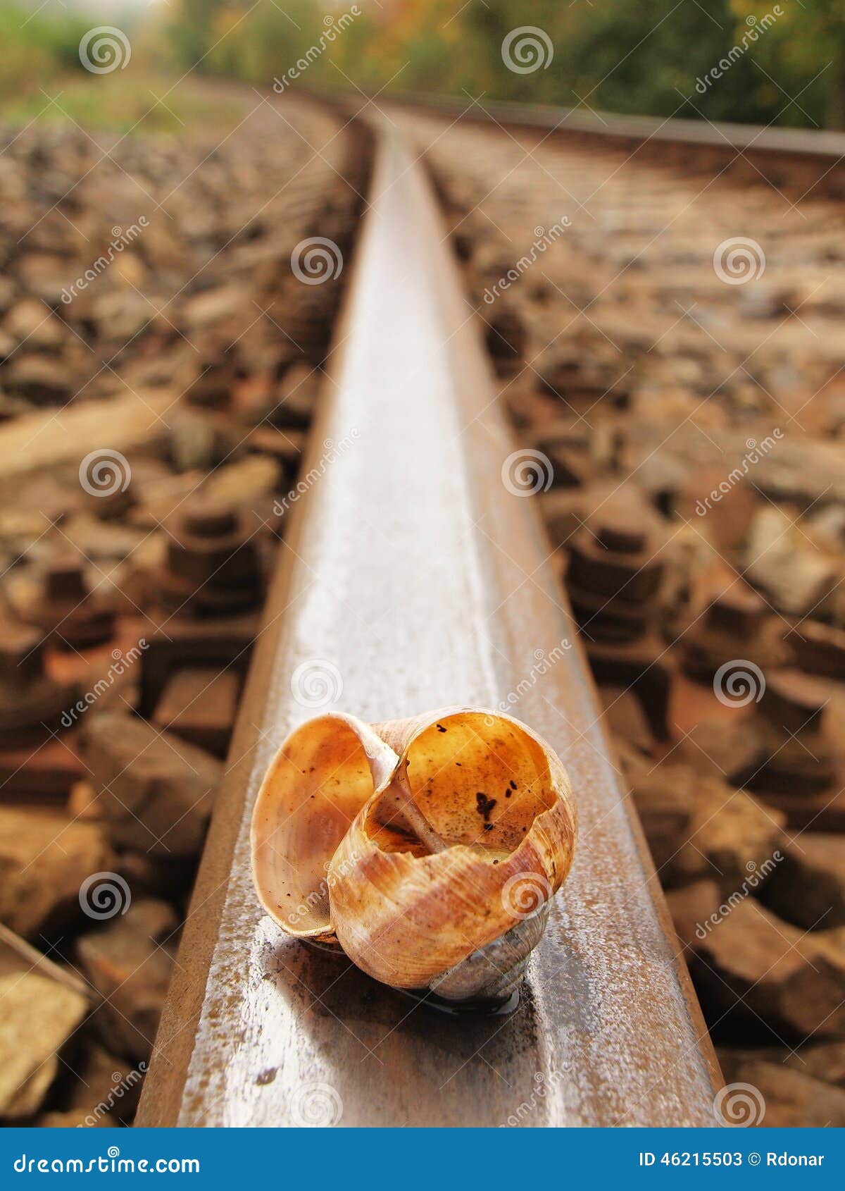 Empty Broken Snail Shell on Old Rusty Railway Rail Stock Image - Image ...