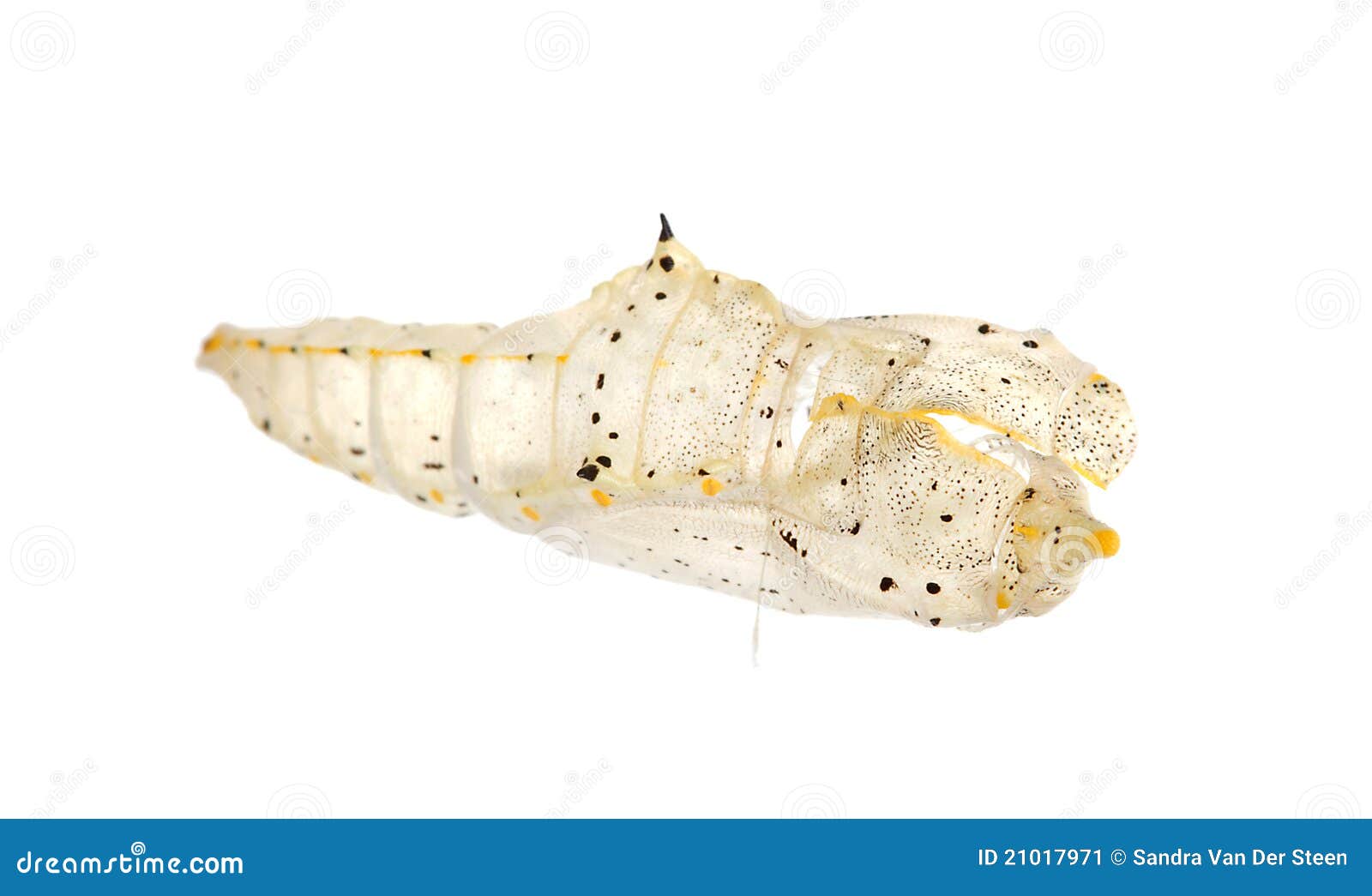 Cocoon And The Empty Chrysalis Of Butterfly Stock Photography ...