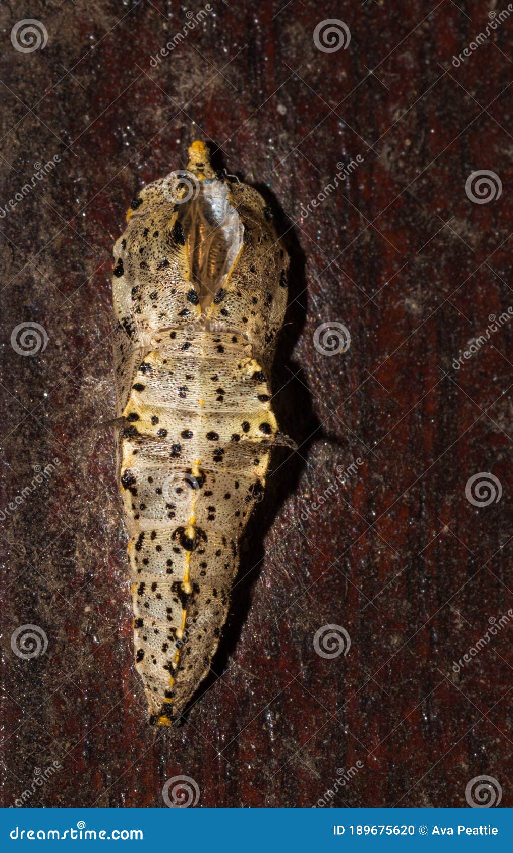 Empty Butterfly Pupa Chrysalis on a Wall Stock Photo - Image of pupae ...