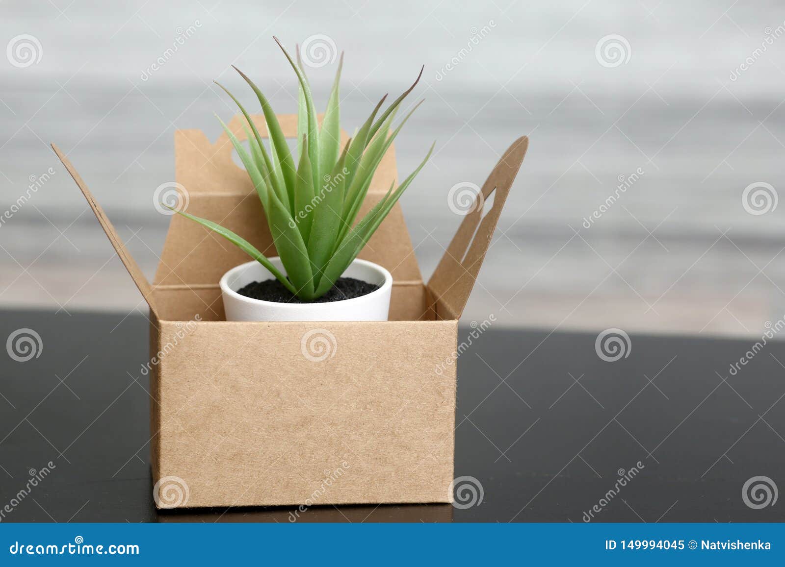 109 Succulent Gift Packaging Stock Photos - Free & Royalty-Free Stock ...