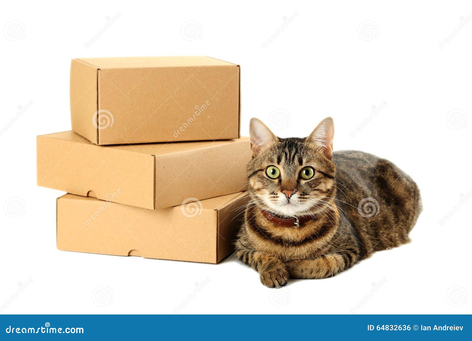 Empty cardboard boxes stock photo. Image of kitty, order - 64832636