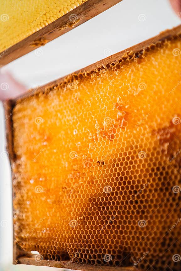 Empty Cells of Honeycombs of a Beehive Close Up Stock Image - Image of ...