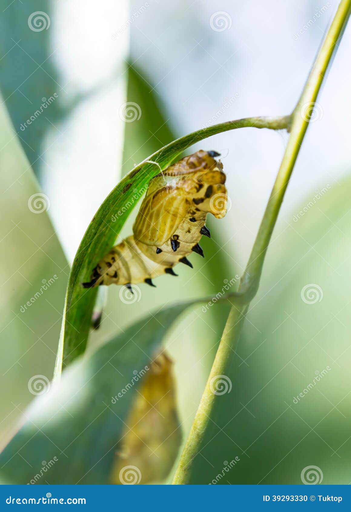 The Empty Chrysalis of Butterfly Stock Photo - Image of leaf, change ...