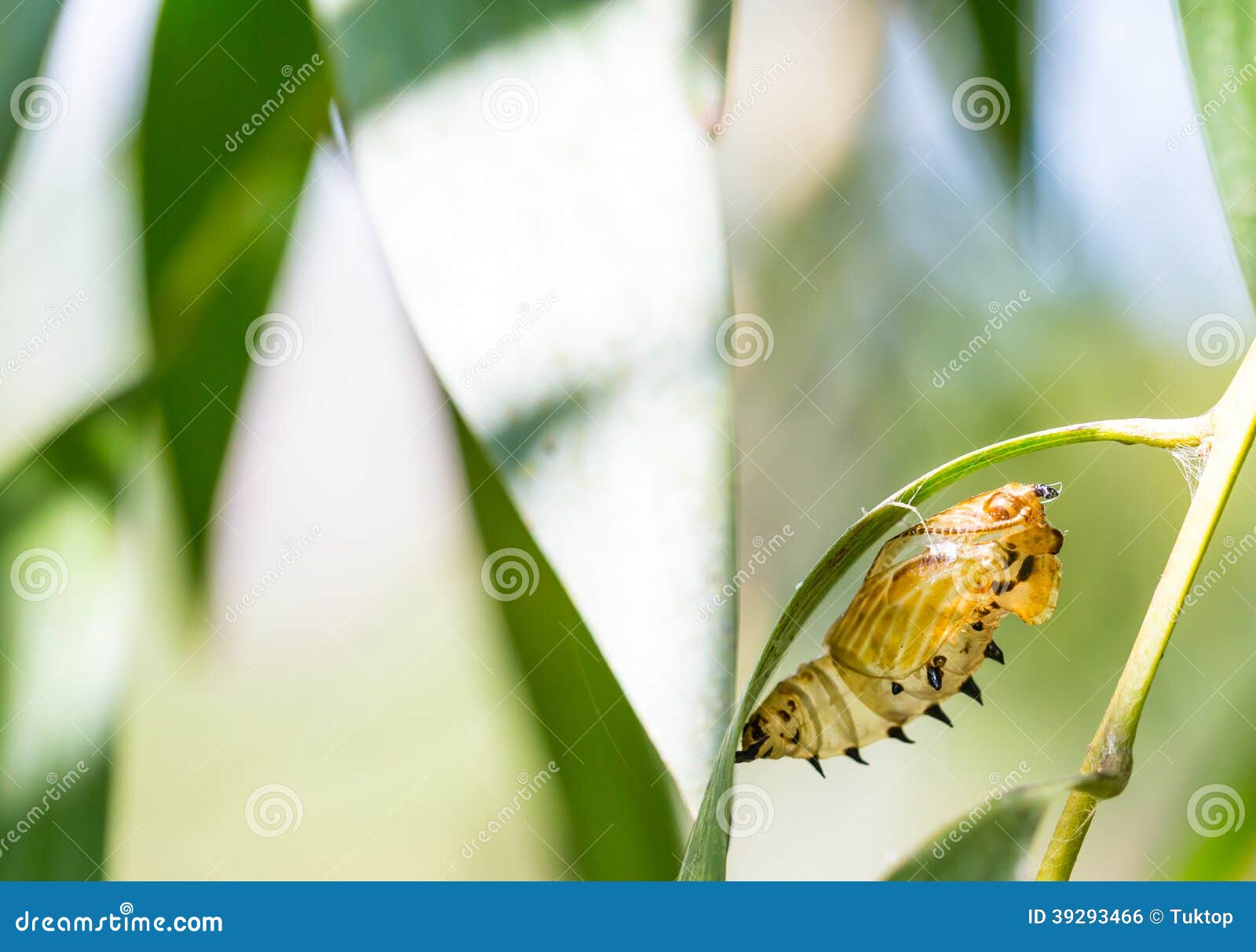 The Empty Chrysalis of Butterfly Stock Photo - Image of growth, fresh ...