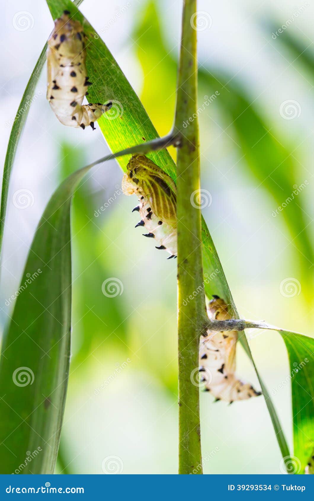 The Empty Chrysalis of Butterfly Stock Photo - Image of birth, green ...