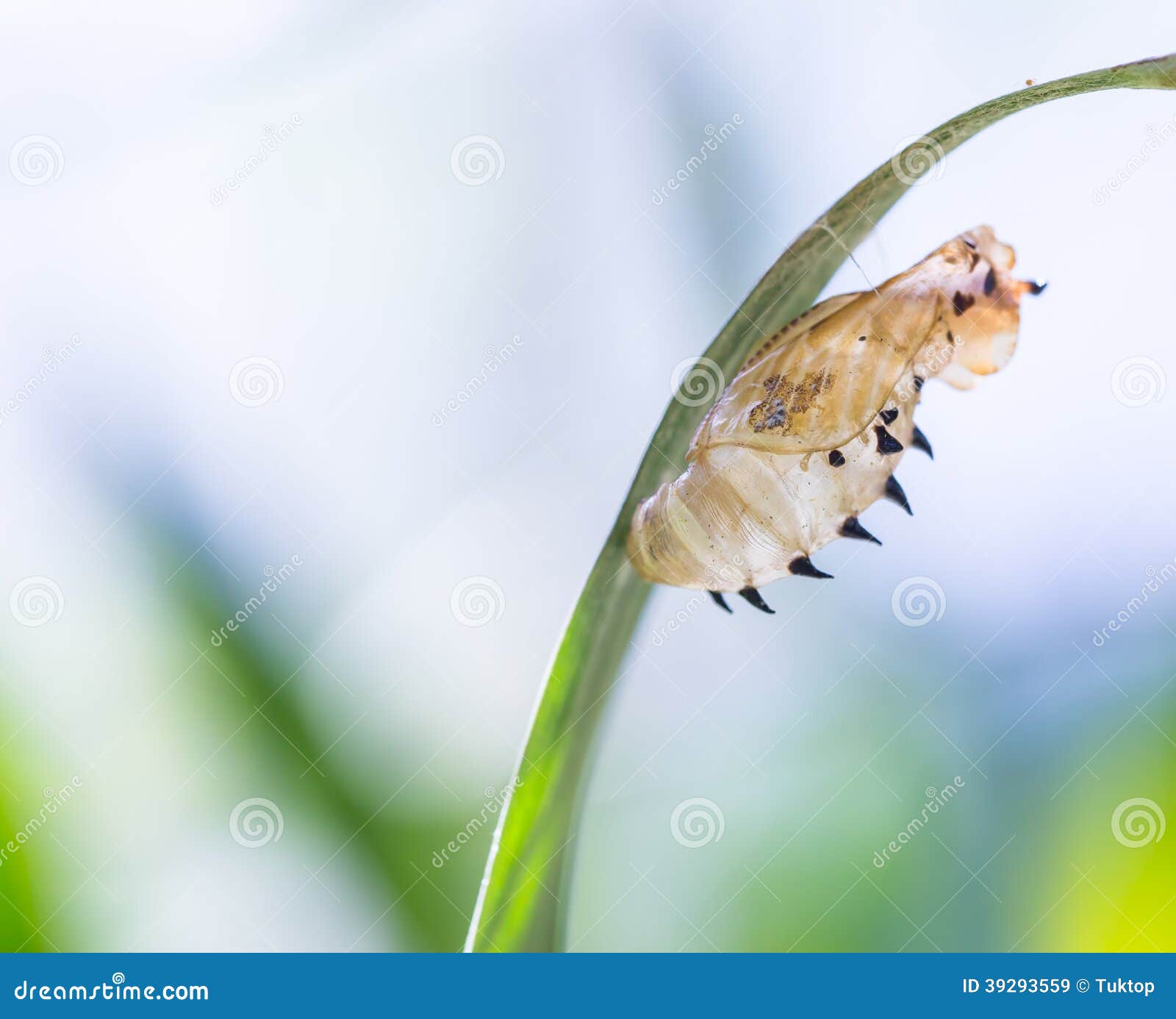 The Empty Chrysalis of Butterfly Stock Image - Image of close ...