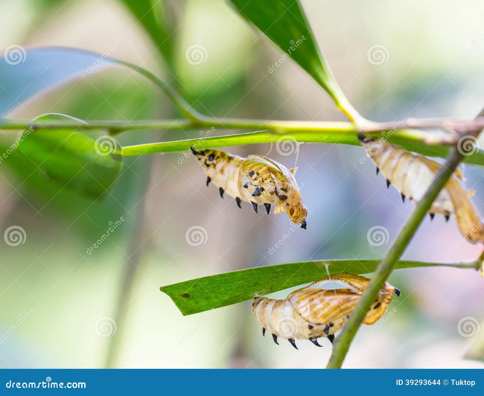 The Empty Chrysalis of Butterfly Stock Photo - Image of creature ...