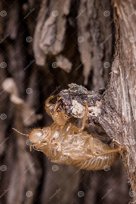 Empty chrysalis cicada stock photo. Image of fauna, brown - 58002668