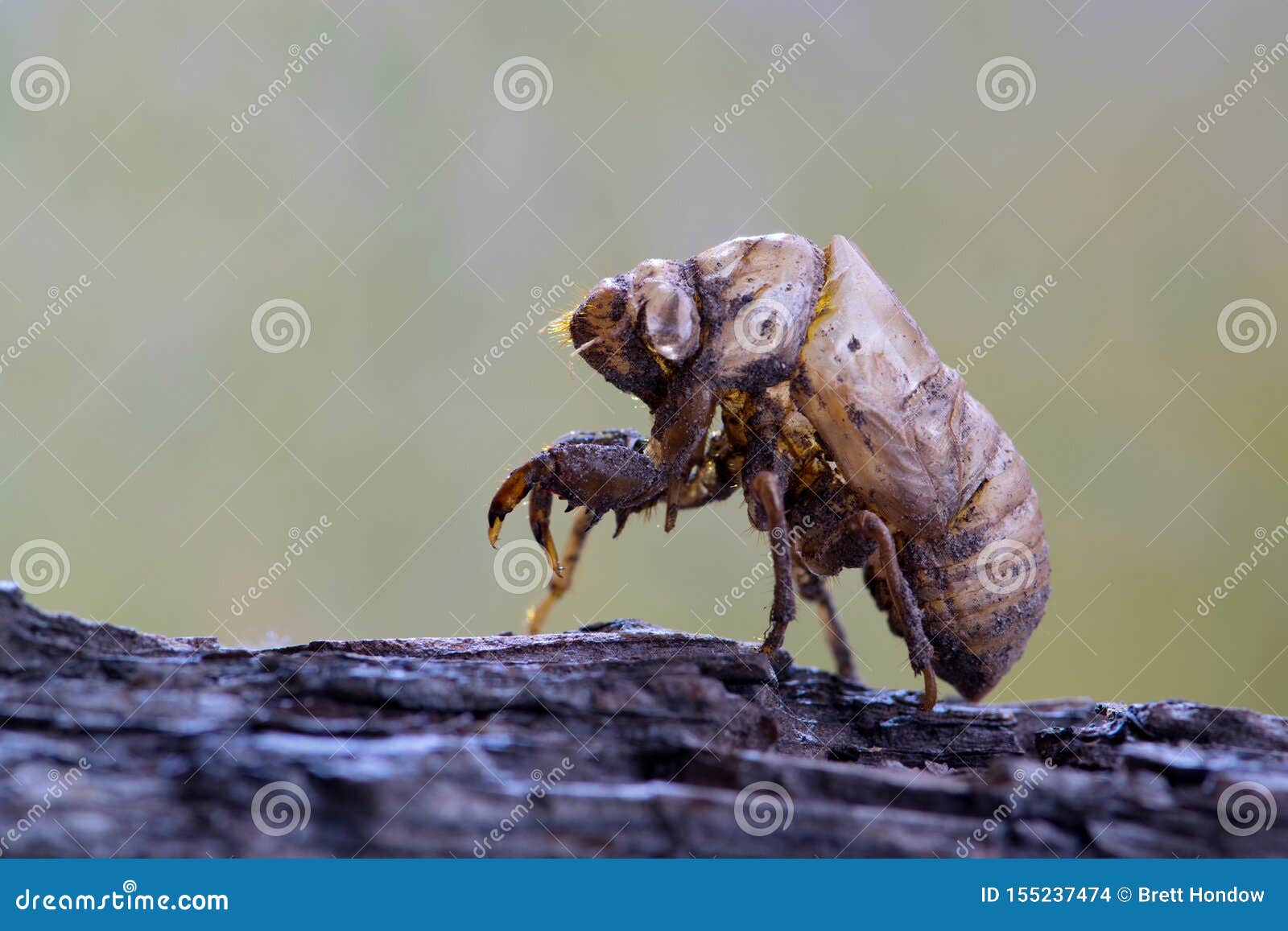Empty Cicada Husk after Molting. Stock Photo - Image of copy, molting ...