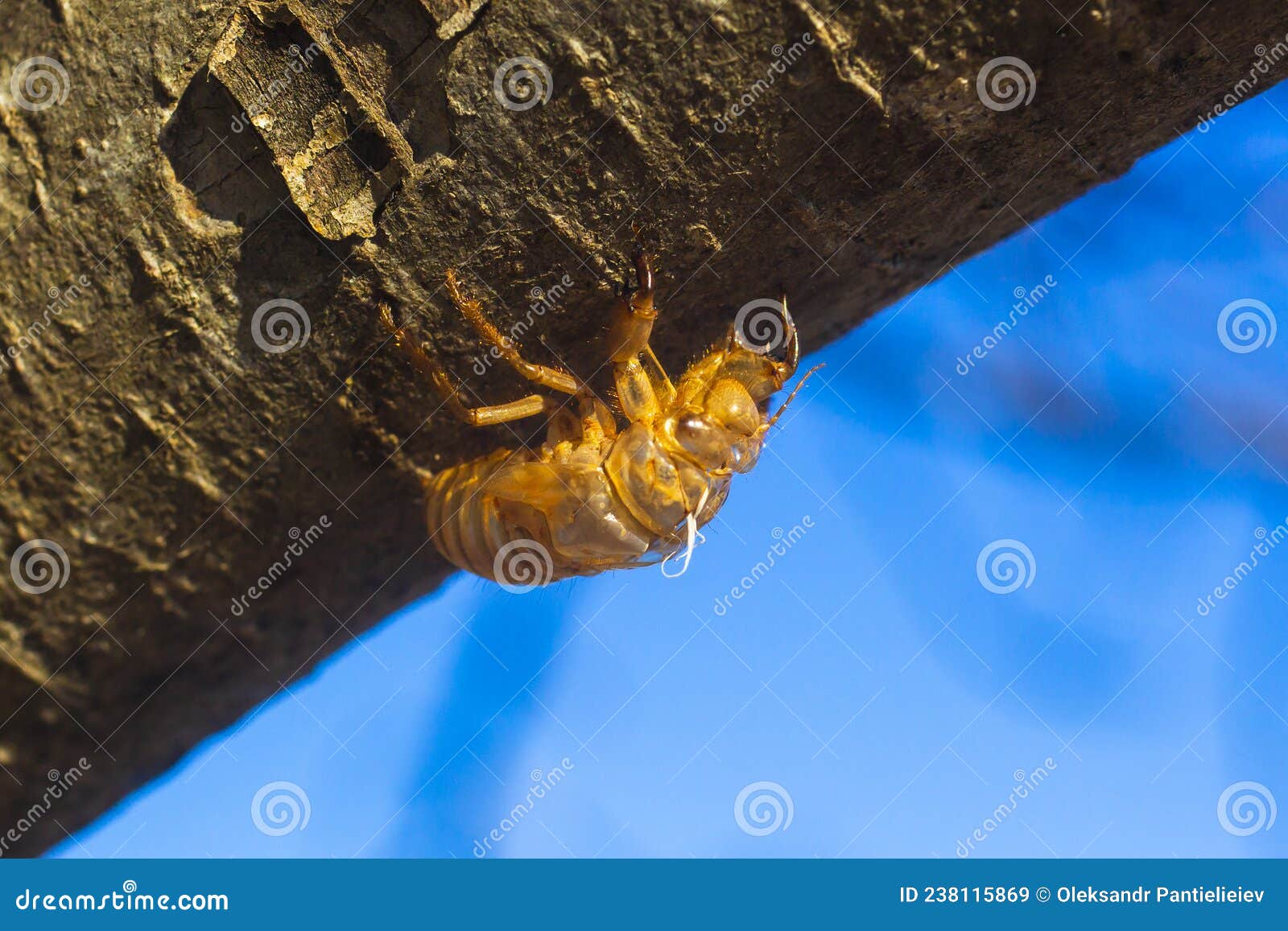 Empty Cicada Larva after Molting on a Tree Close-up Stock Image - Image ...