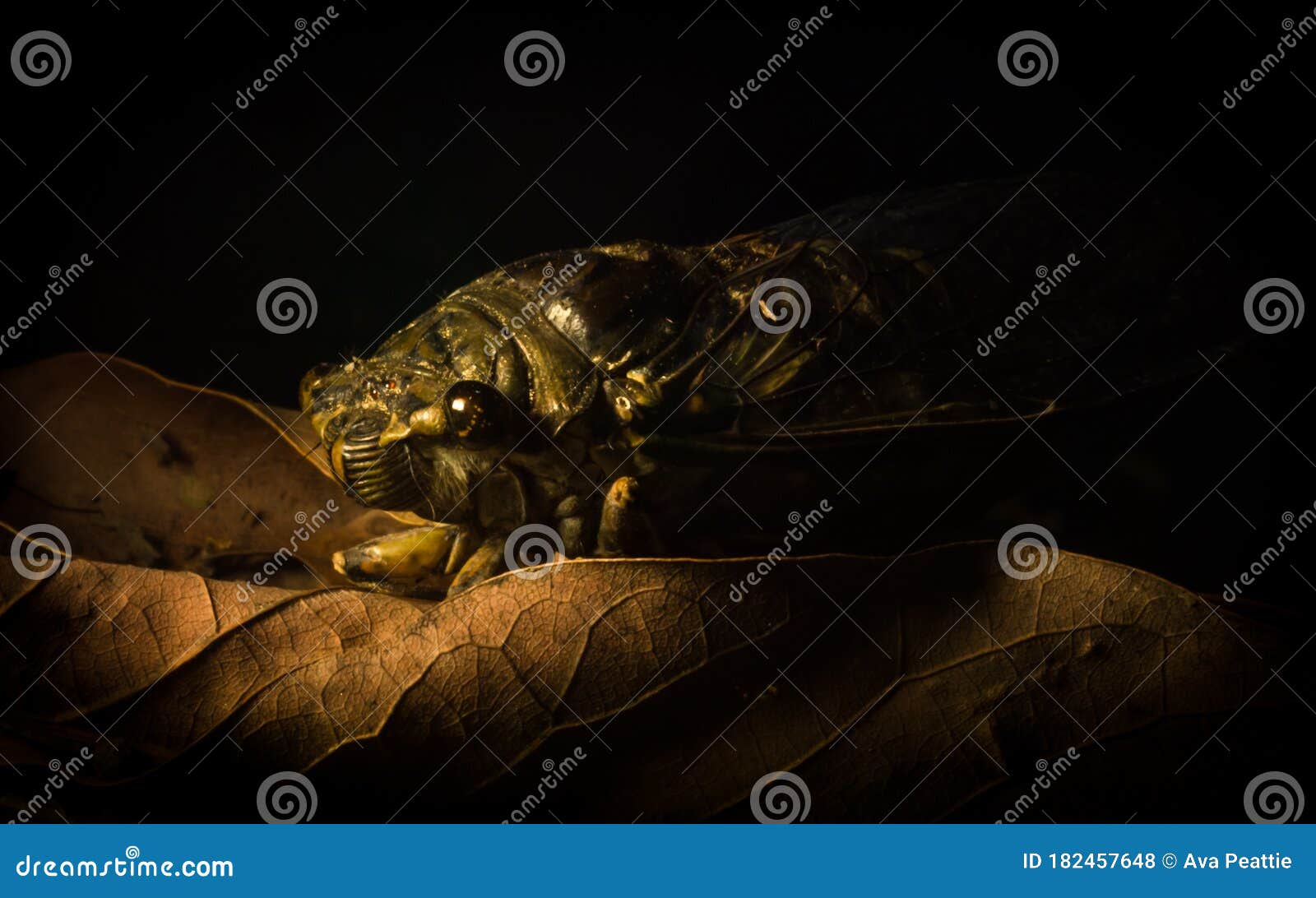 Empty Cicada Moult Shell on a Leaf, Amazon Jungle, Madre De Dios ...