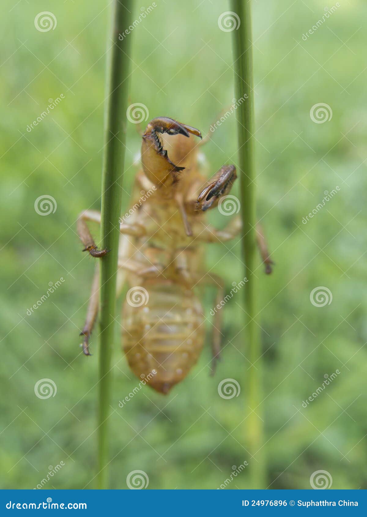 Empty cicada shell stock photo. Image of nature, cicadidae - 24976896