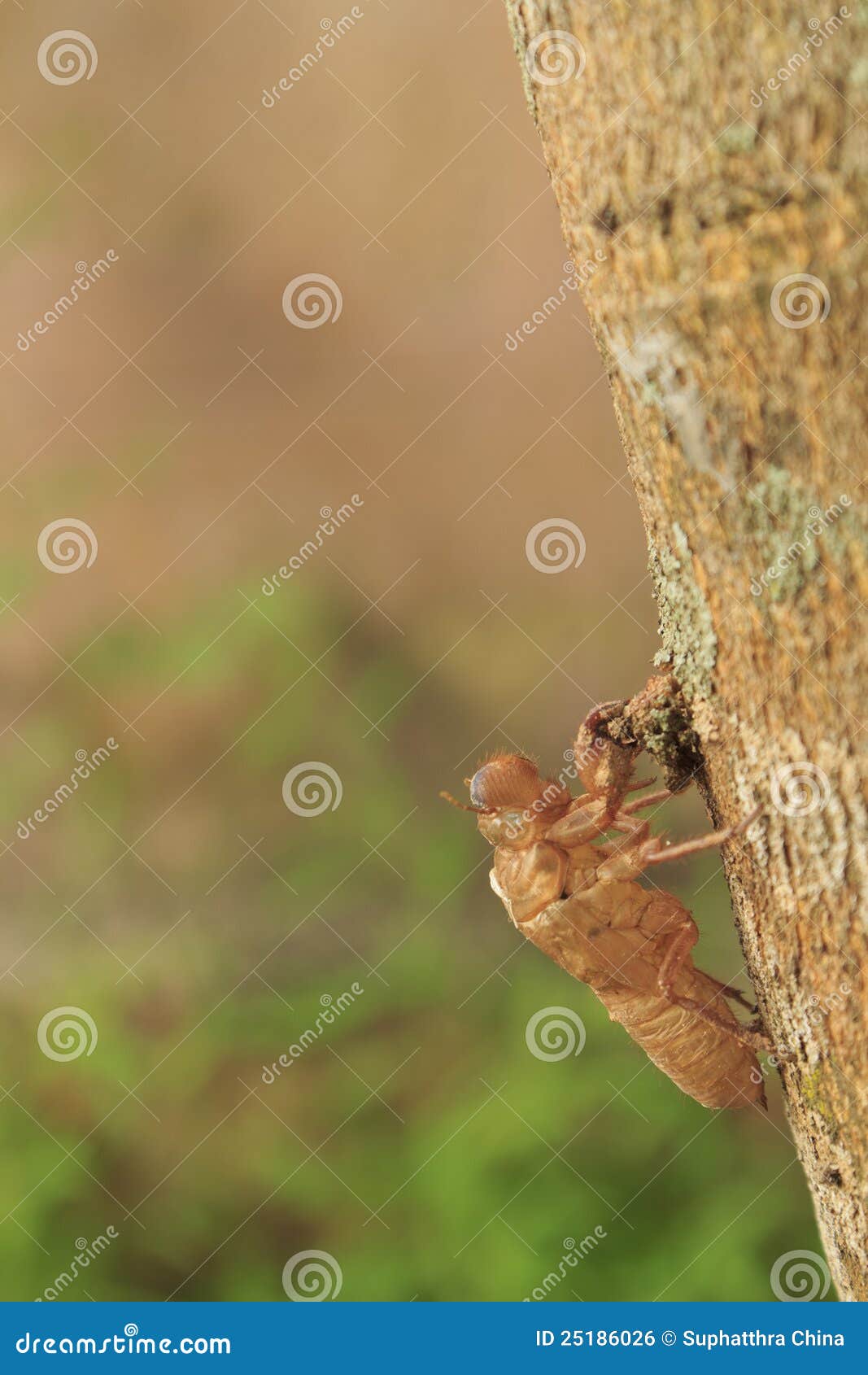 Empty cicada shell stock photo. Image of antenna, magicicada - 25186026