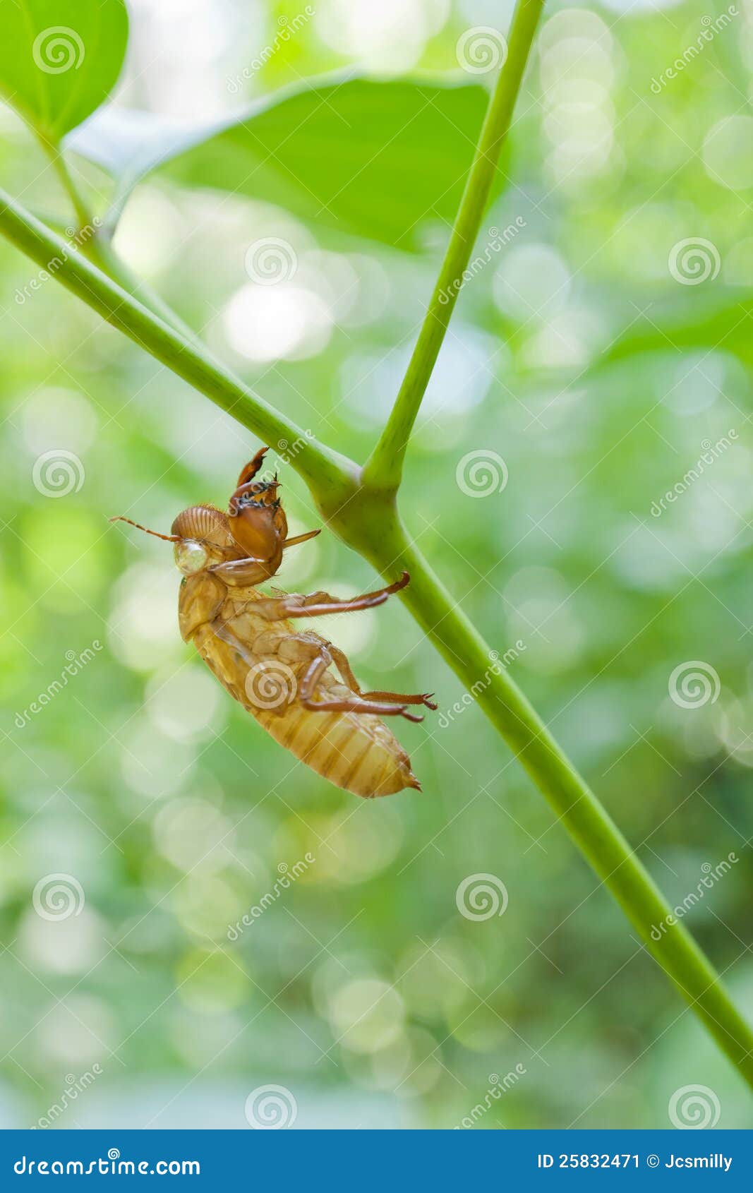Empty cicada shell stock image. Image of close, life - 25832471