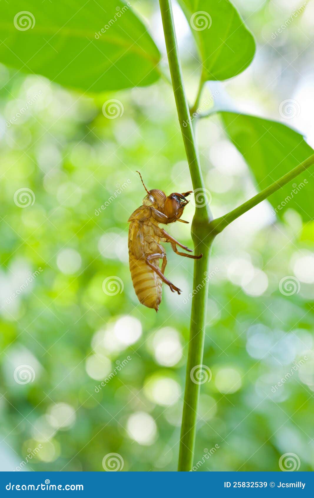 Empty cicada shell stock image. Image of brown, animal - 25832539