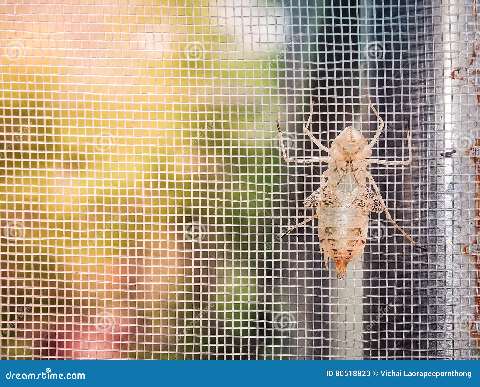 Empty Cicada Insect Exoskeleton On Wooden Fence Stock Image ...