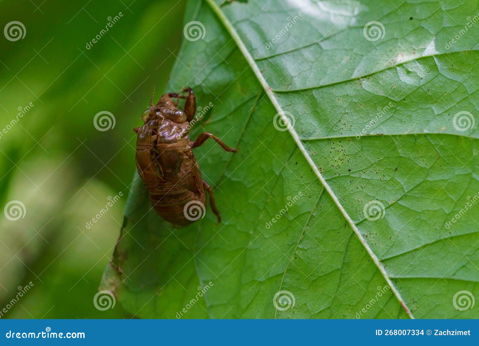 Empty Cicada Shell Clinging To the Underside of a Large Green Leaf ...