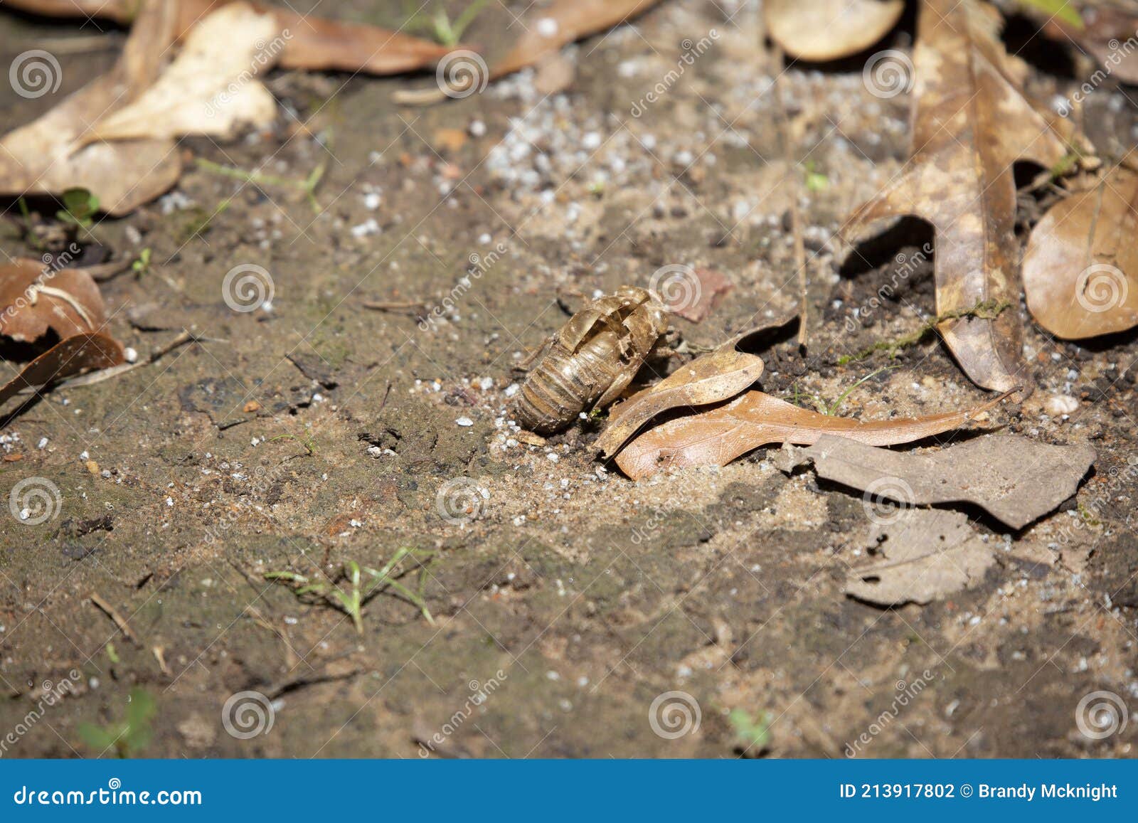 Empty Cicada Shell stock photo. Image of insect, concepts - 213917802