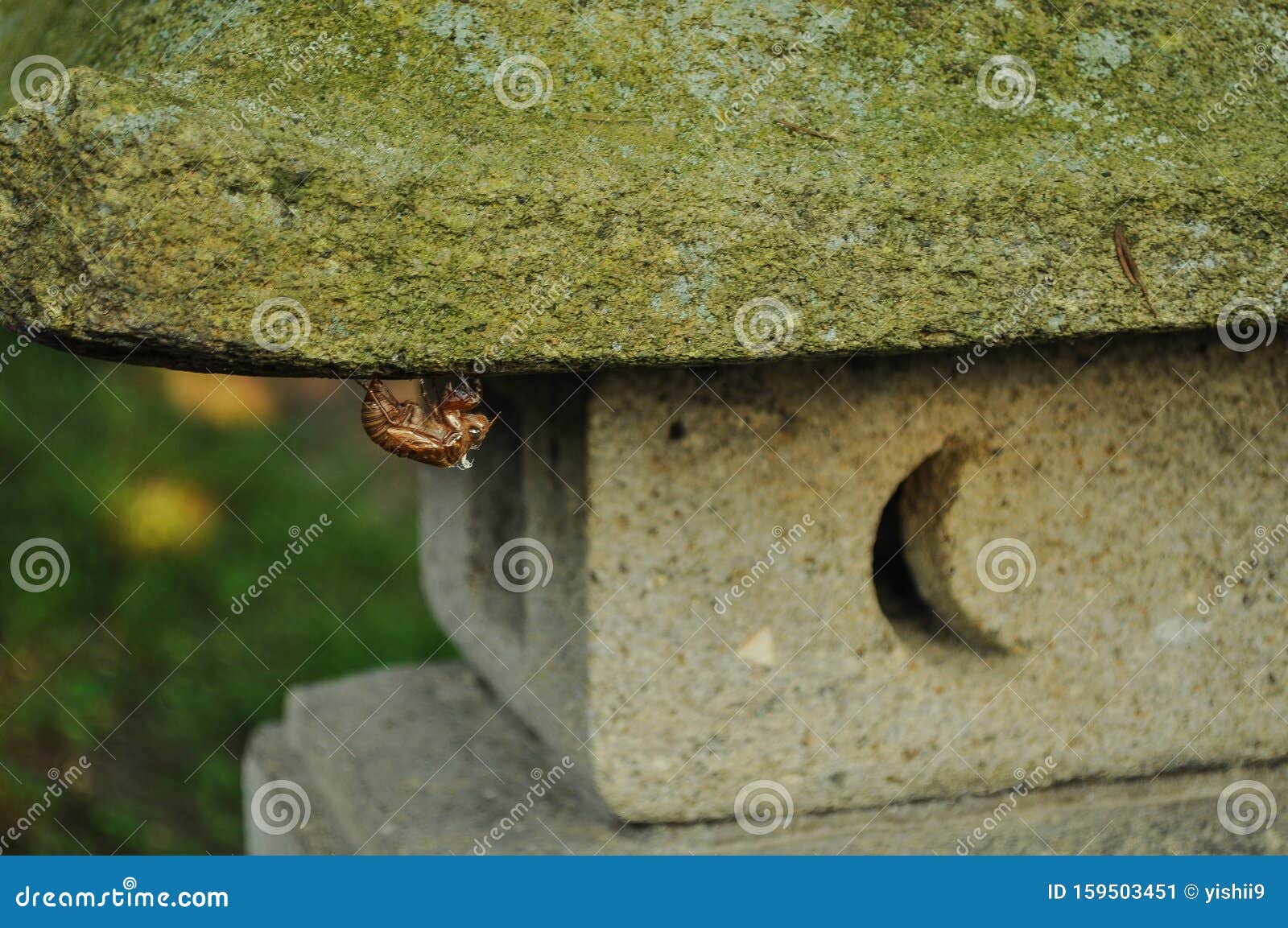 Empty Cicada Insect Exoskeleton On Wooden Fence Stock Image ...