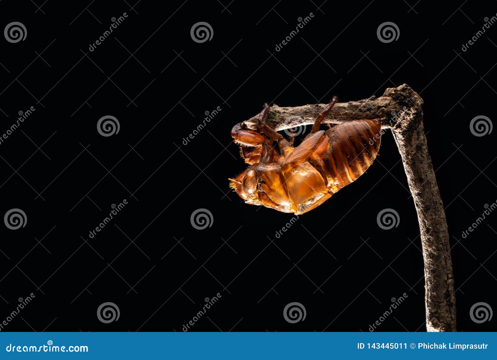 Empty Cicada Shell Isolated Perching on a Perch Stock Image - Image of ...