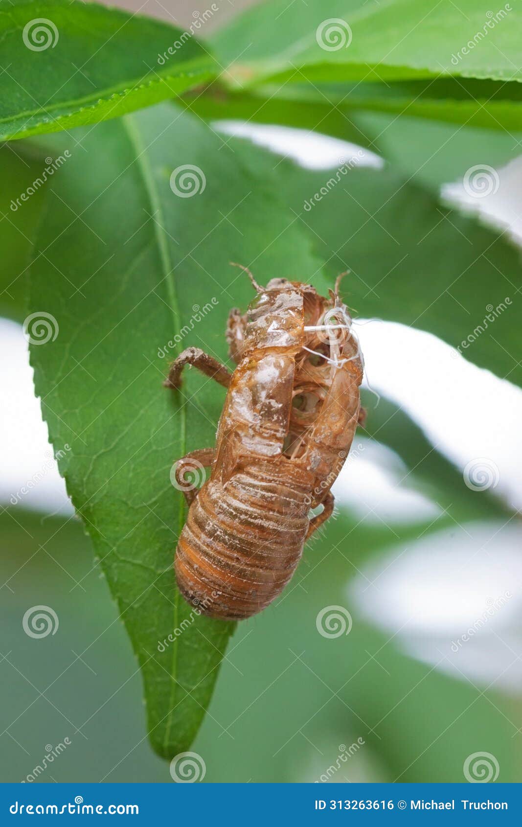 An Empty Cicada Shell on a Leaf Stock Photo - Image of cicala, animal ...