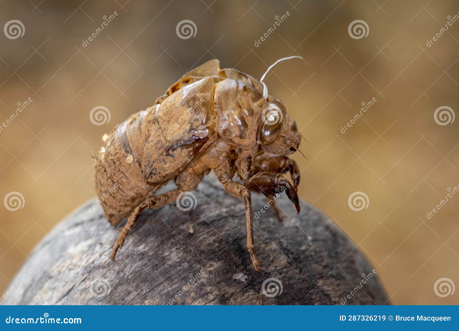 Empty Cicada shell stock image. Image of shell, molted - 287326219