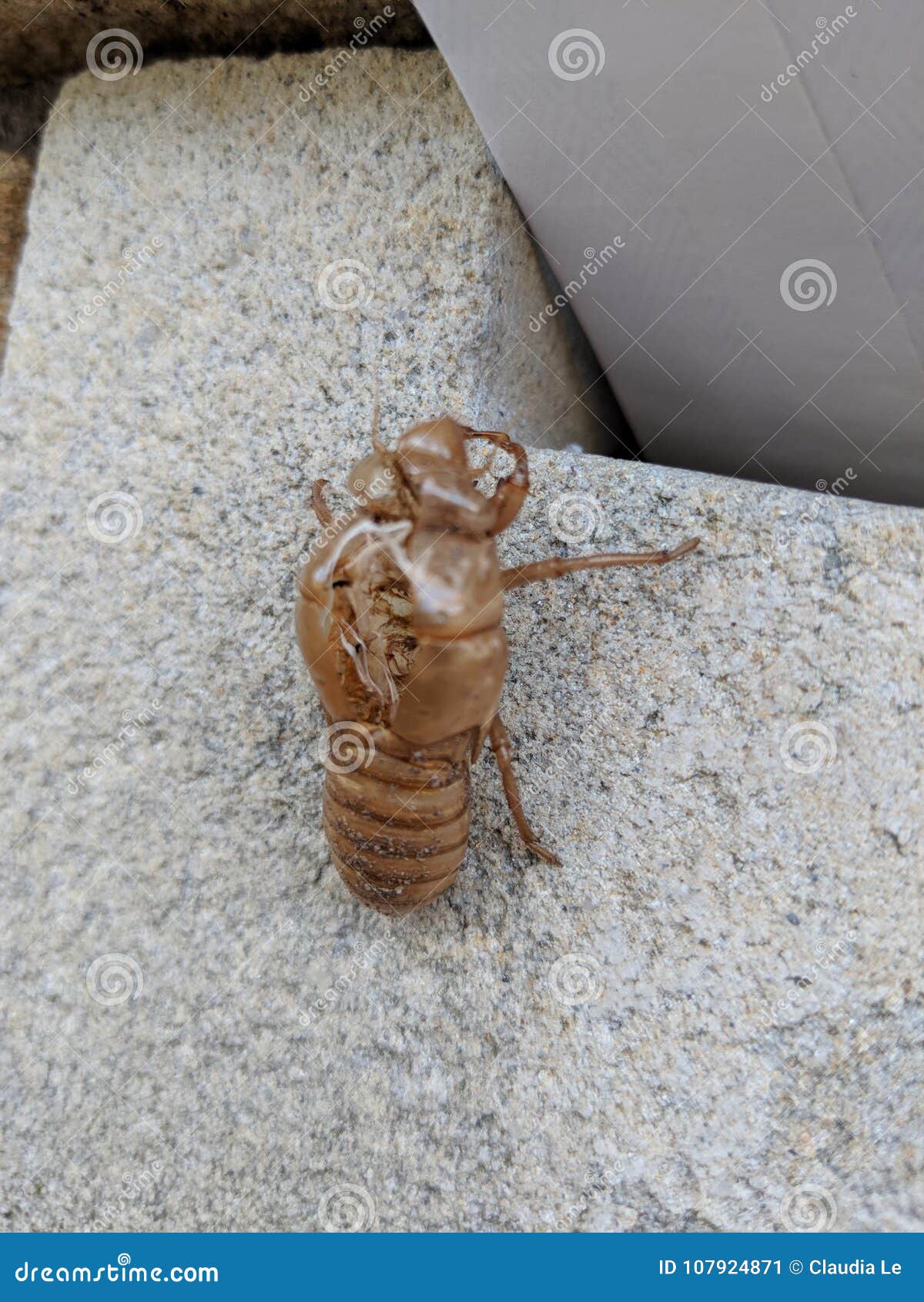 Empty Cicada Shell stock image. Image of shell, insect - 107924871