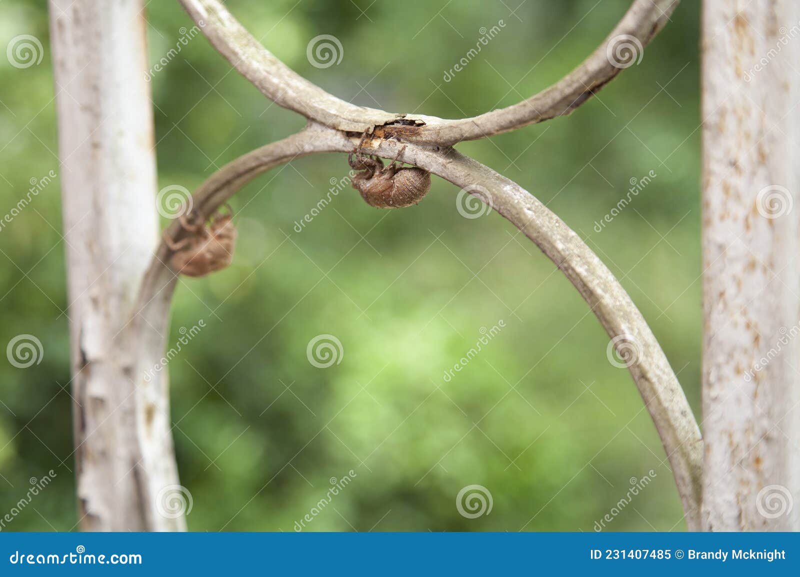 Empty Cicada Shells stock image. Image of biology, exoskeleton - 231407485
