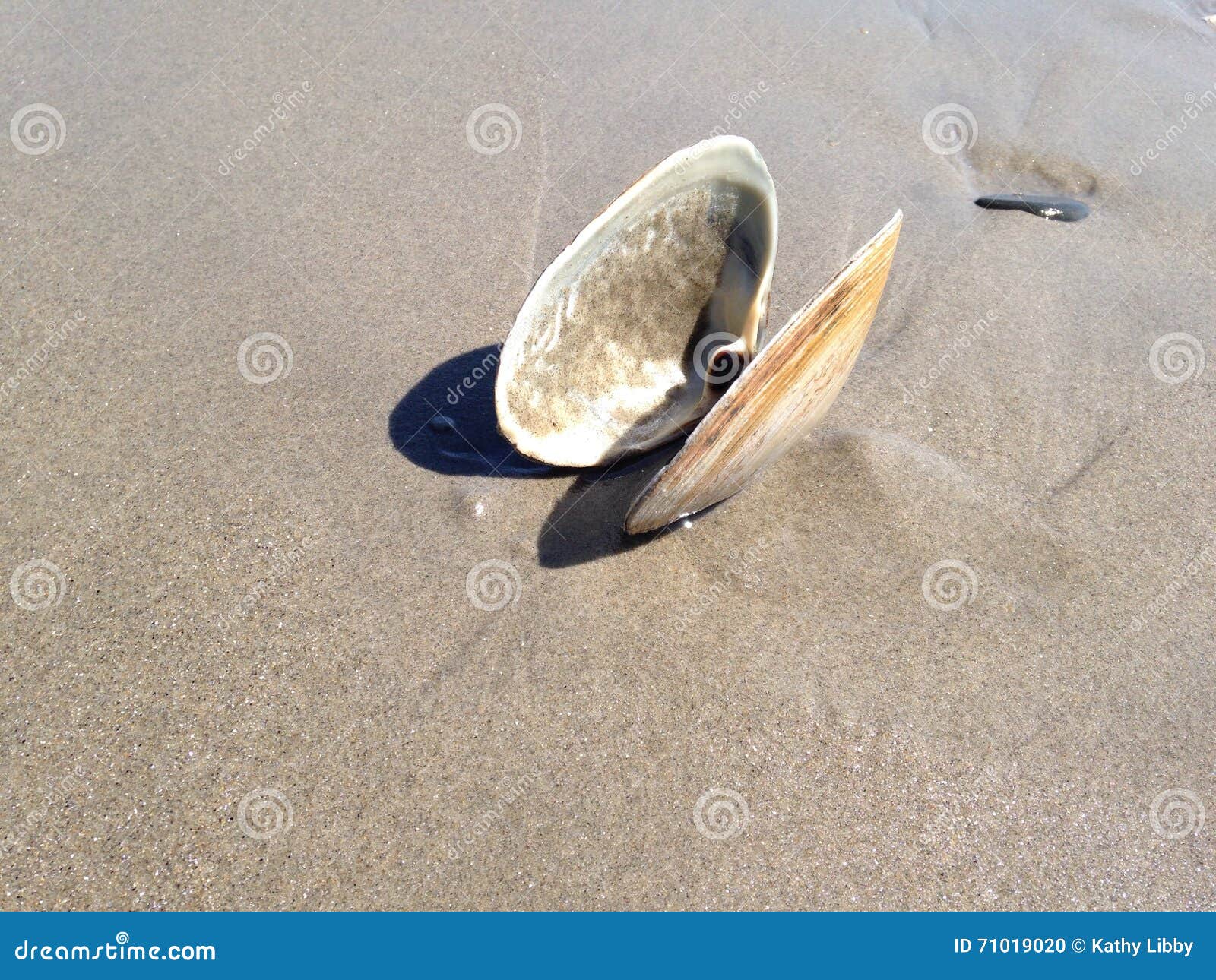 Empty shell stock photo. Image of ocean, beach, sand - 71019020