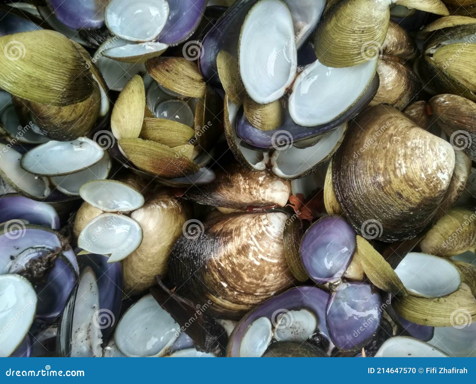 Empty shells stock photo. Image of seafood, rock, coral - 214647570