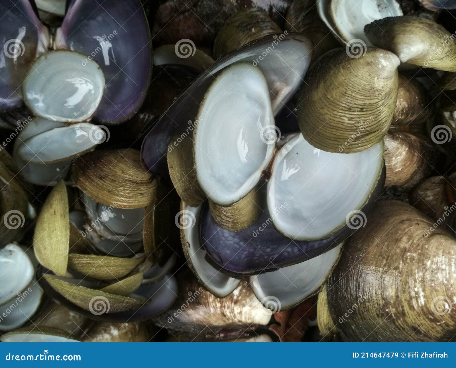 Empty shells stock image. Image of dish, wood, shells - 214647479